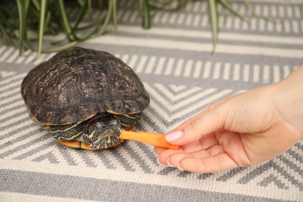 What to Feed Your Pet Turtle (and What to Avoid!) | Small Pet Select
